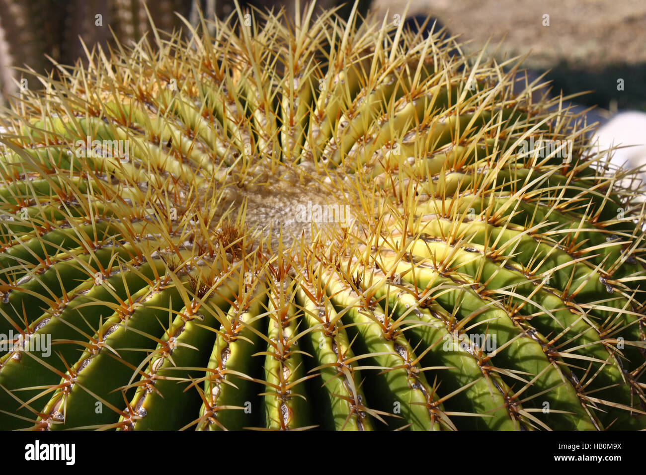 Golden ball cactus Stock Photo - Alamy