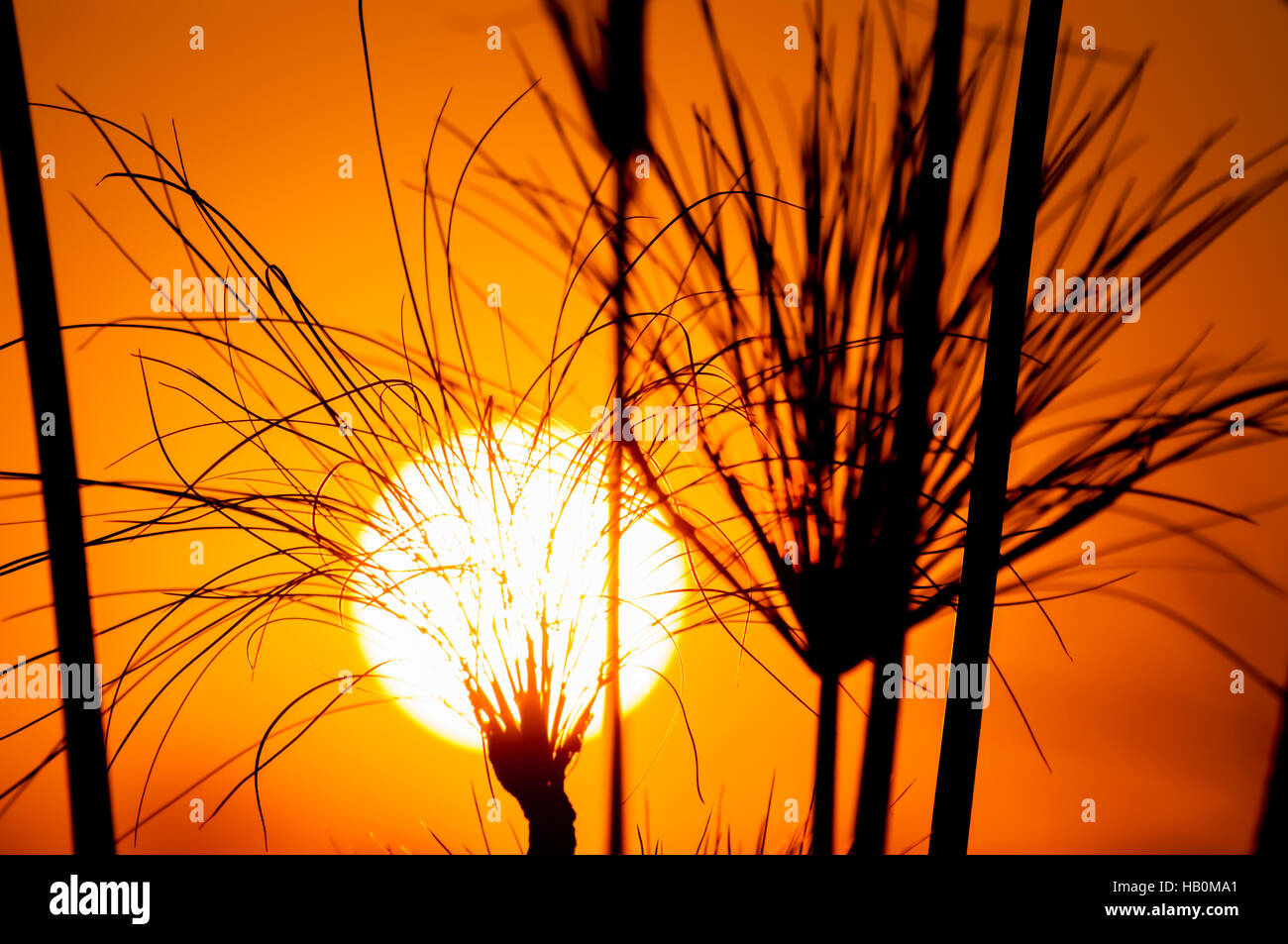The silhouette of papyrus at sunset Stock Photo - Alamy