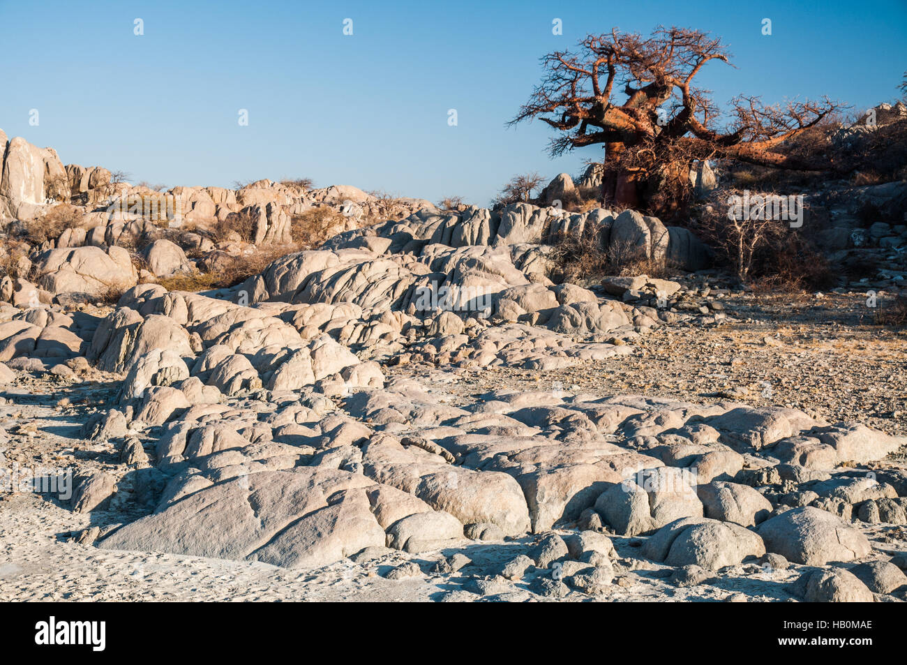 Baobab with branches hi-res stock photography and images - Alamy