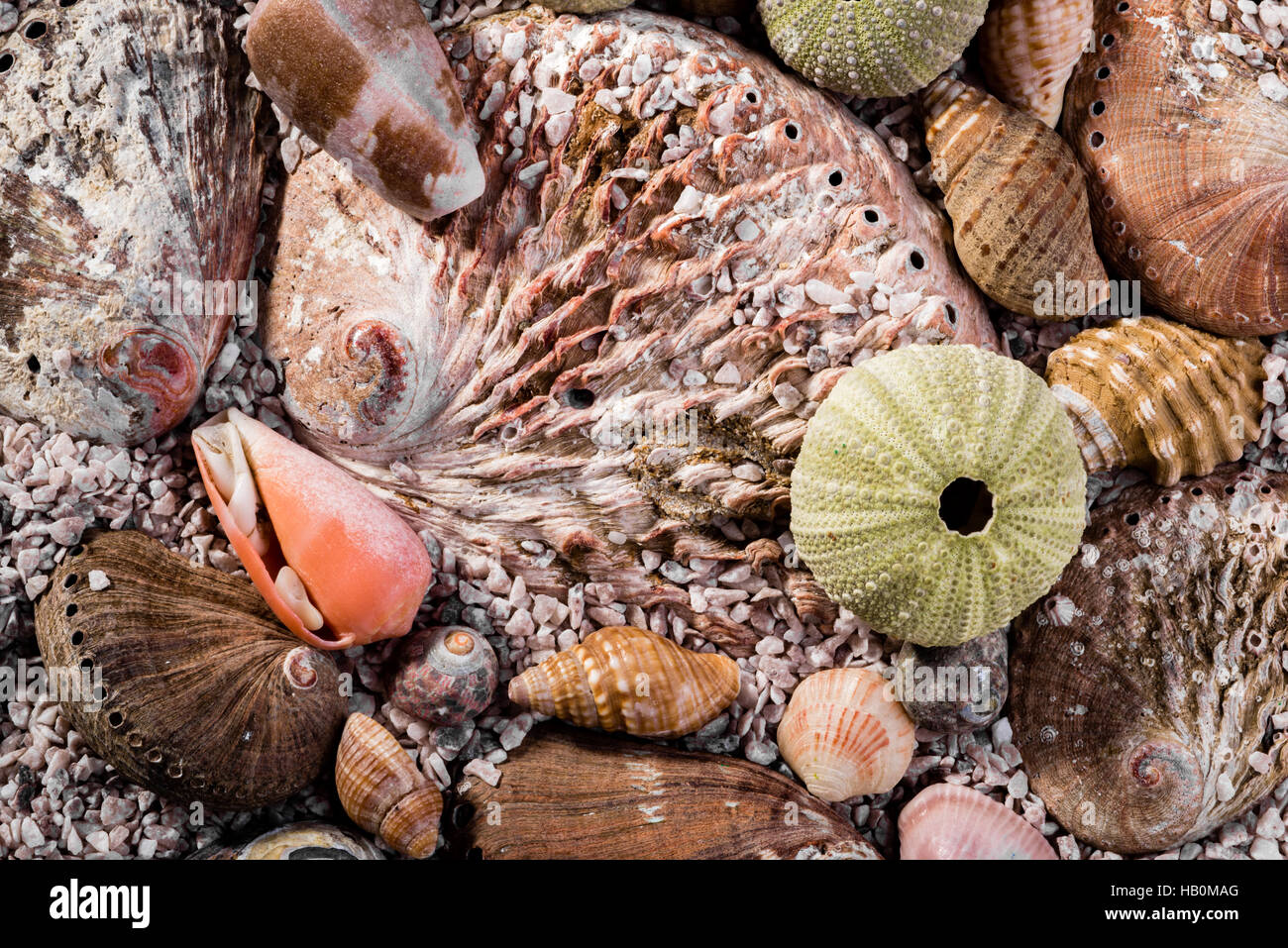 Mixed sea shells hi-res stock photography and images - Alamy