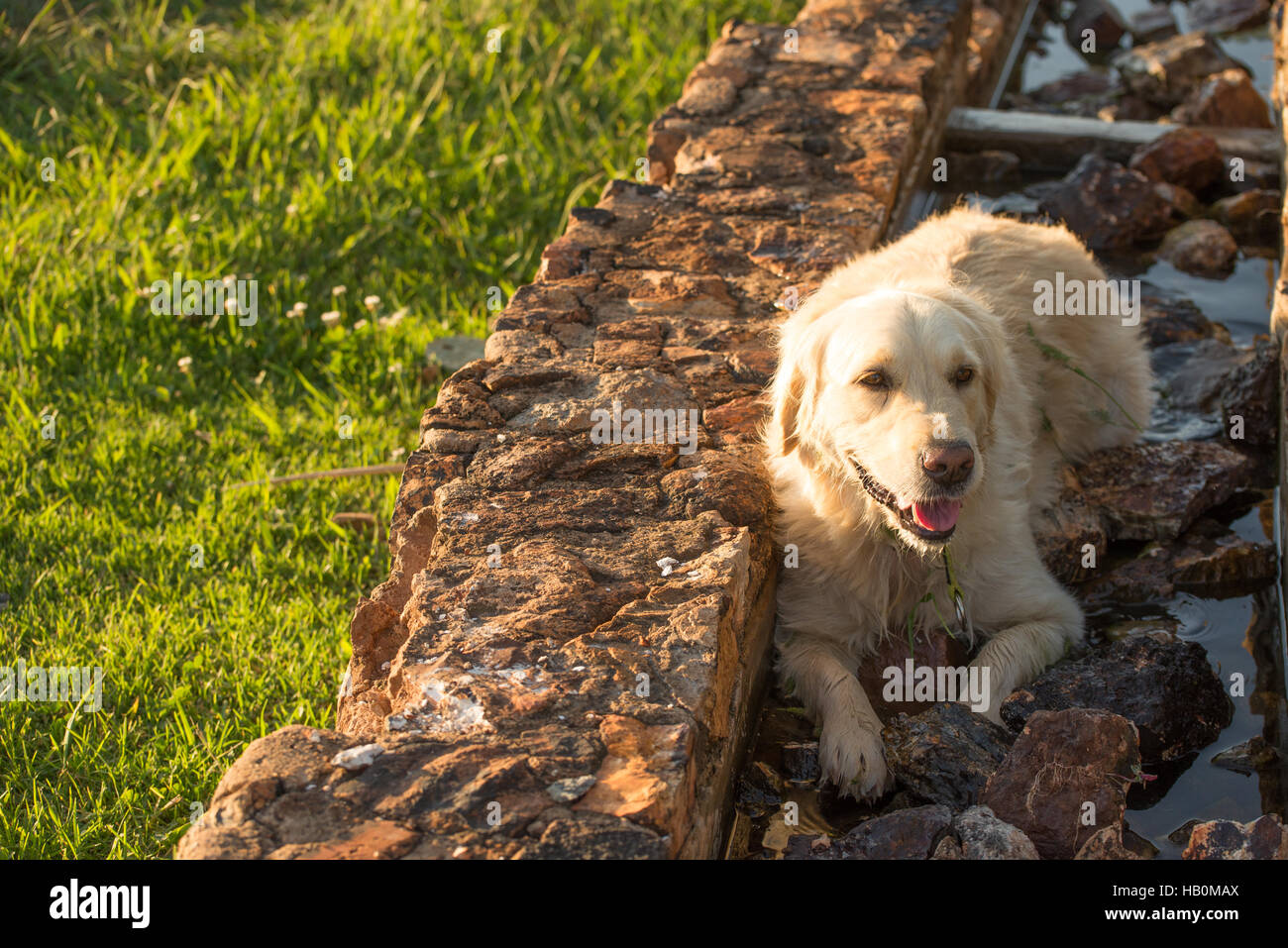 Golden Retriever Resting Stock Photo - Alamy
