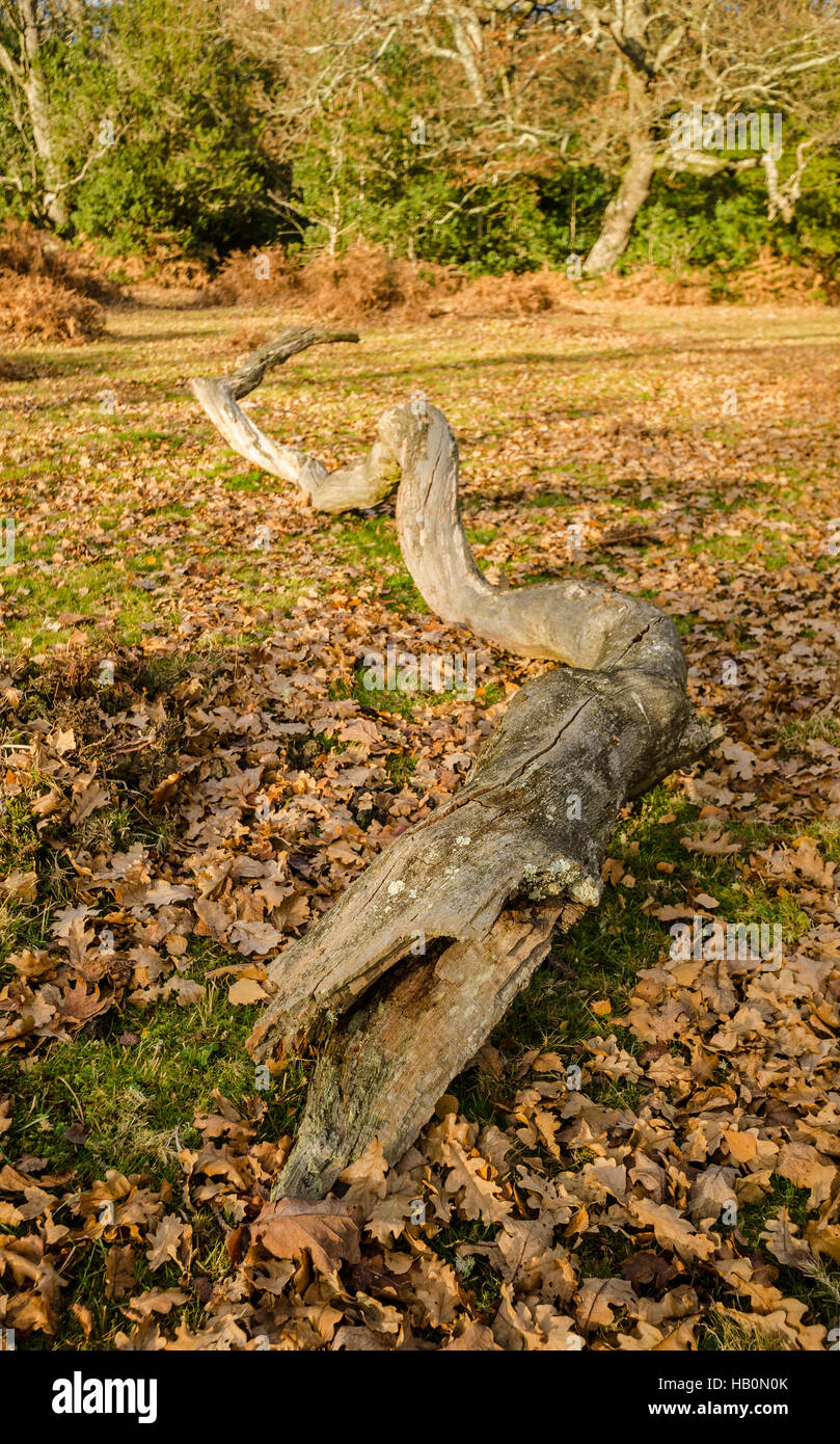 dead tree branch in the new forest hampshire looking like a snake Stock ...