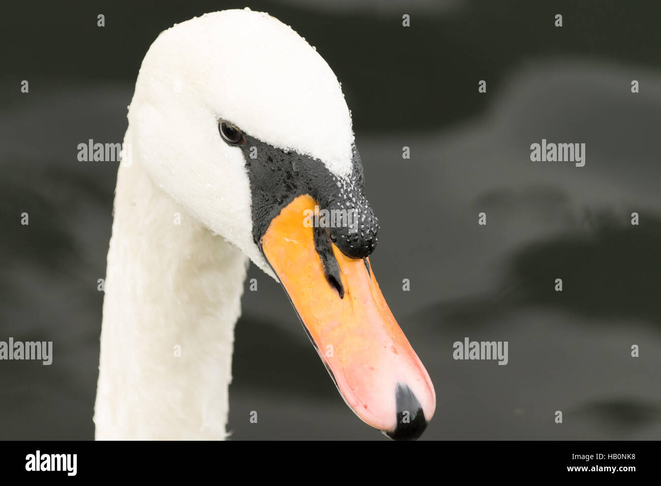 Swan head hi-res stock photography and images - Alamy