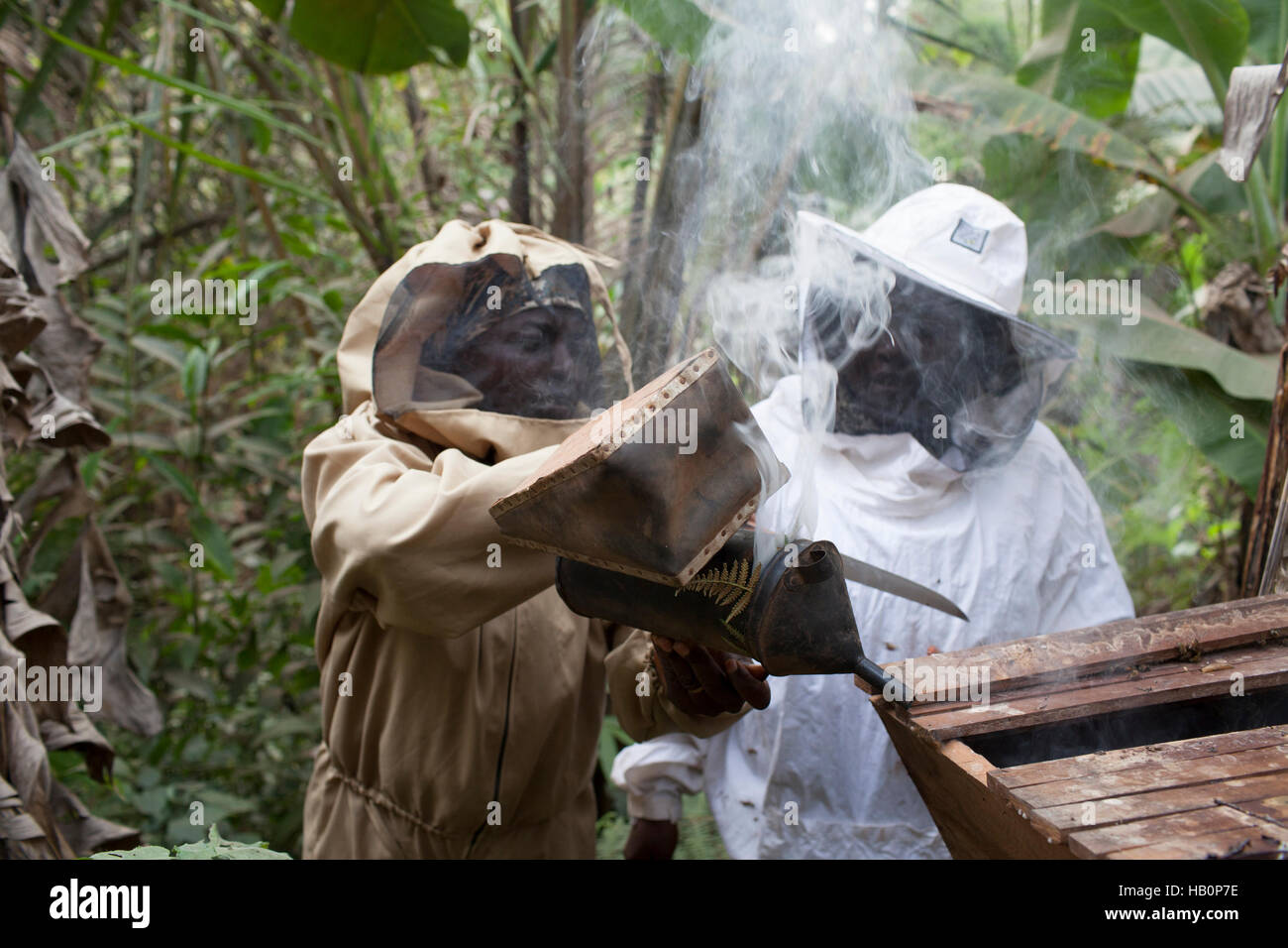 Women beekeepers West Africa Stock Photo - Alamy