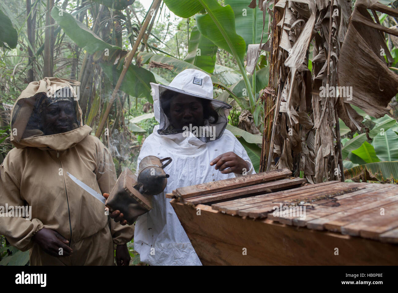 Women beekeepers West Africa Stock Photo - Alamy