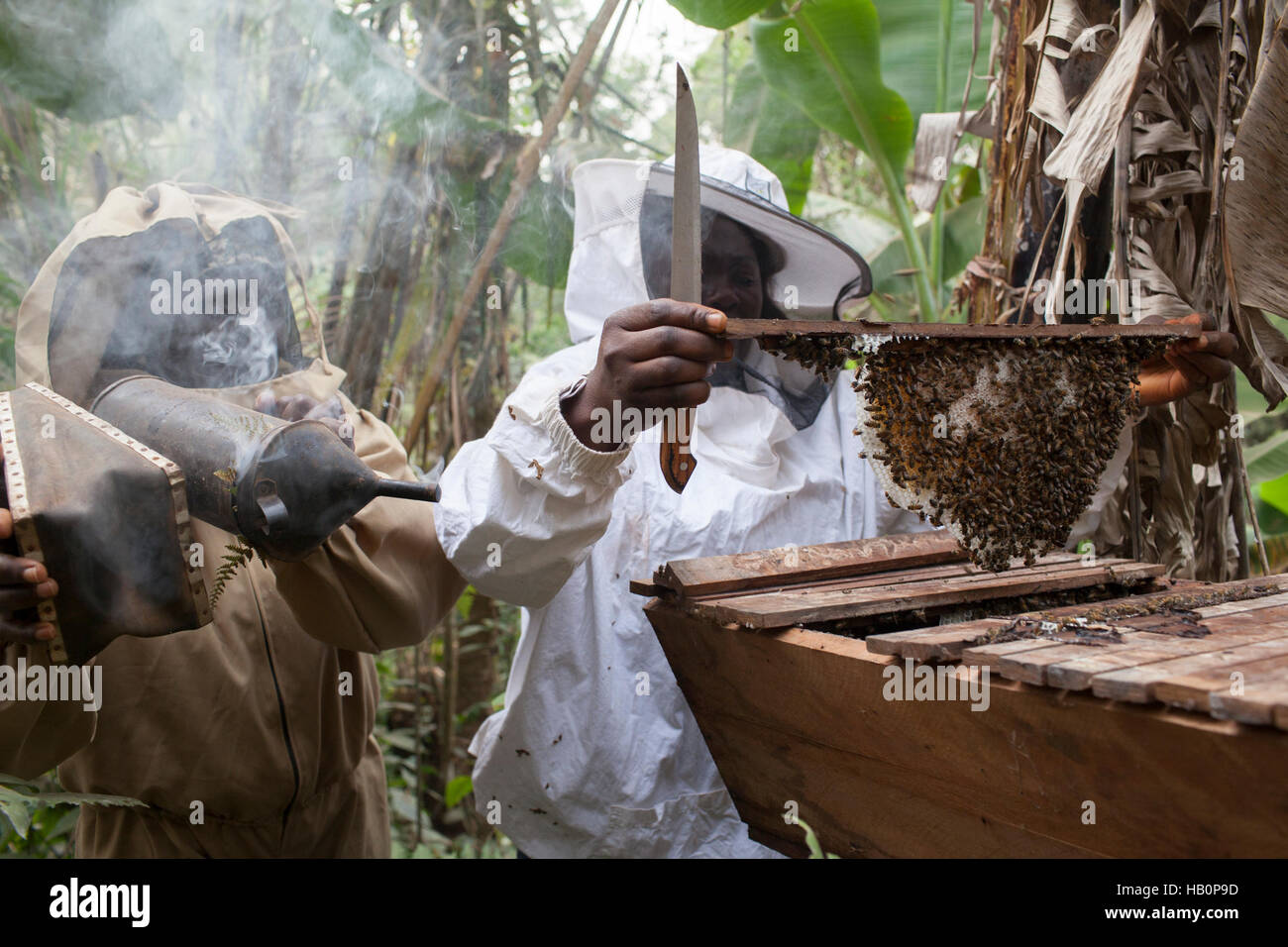 Women beekeepers West Africa Stock Photo - Alamy