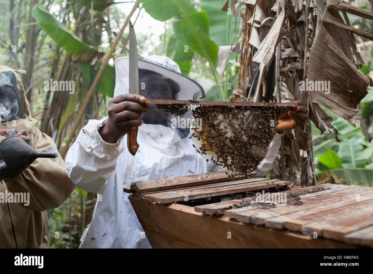 Women beekeepers West Africa Stock Photo - Alamy