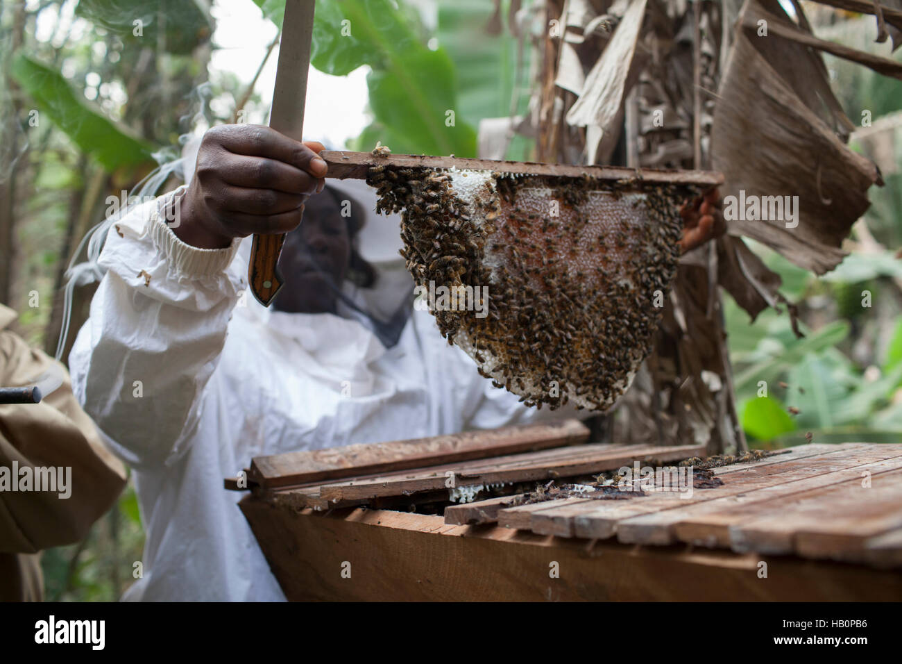 Africa cameroon honey farming rural education issues gender ethnic ...