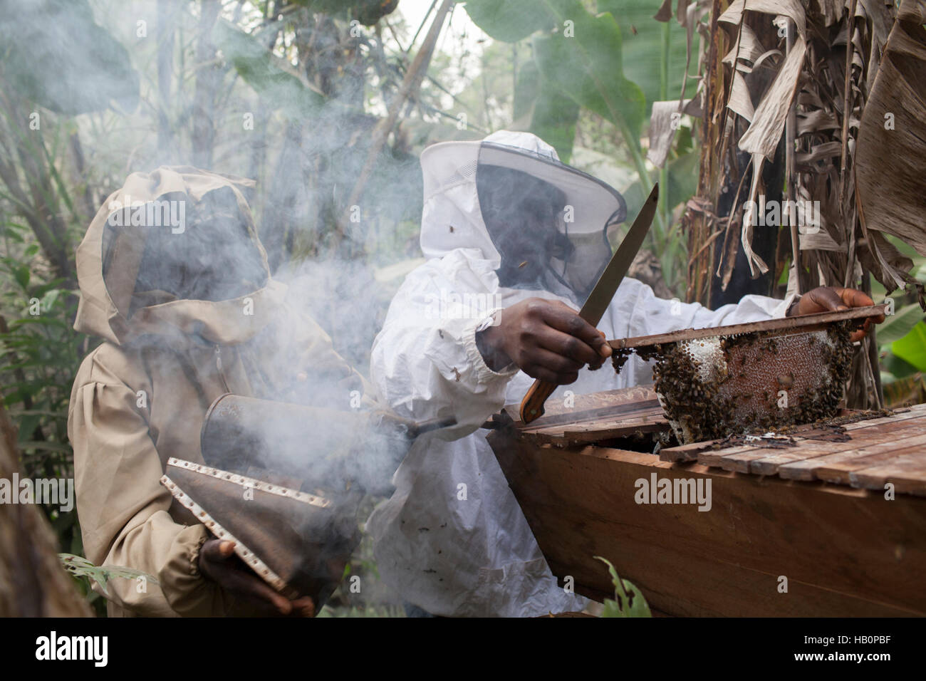 Women beekeepers West Africa Stock Photo - Alamy
