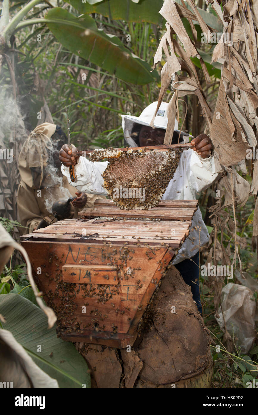 Women beekeepers West Africa Stock Photo - Alamy