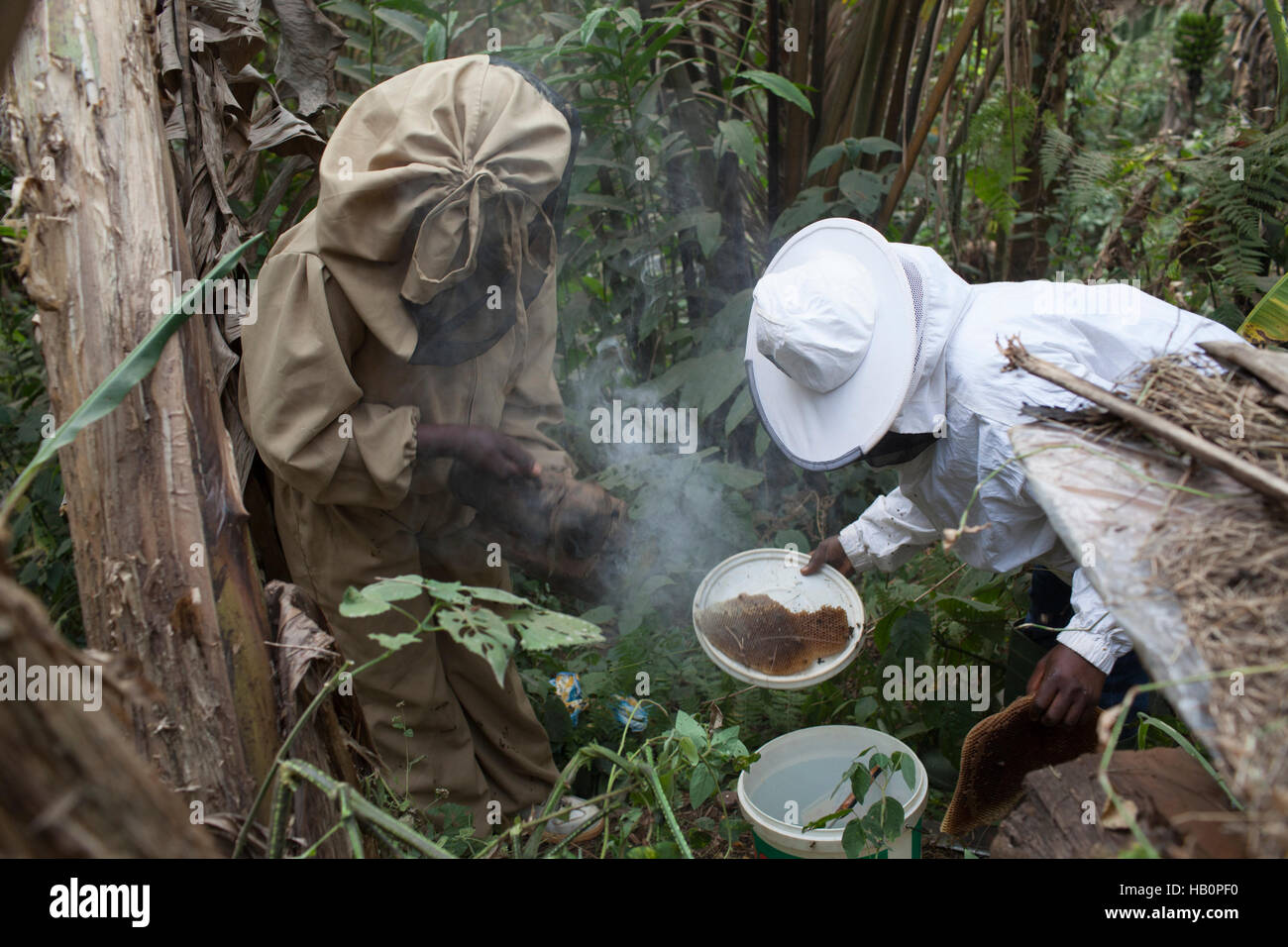 Women beekeepers West Africa Stock Photo - Alamy