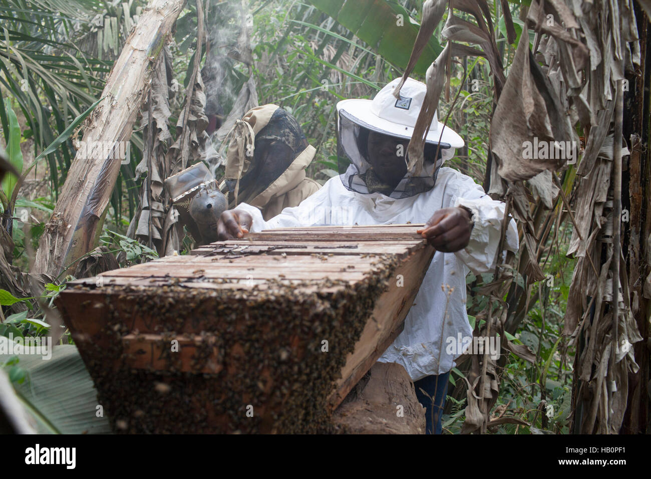 Women beekeepers West Africa Stock Photo - Alamy