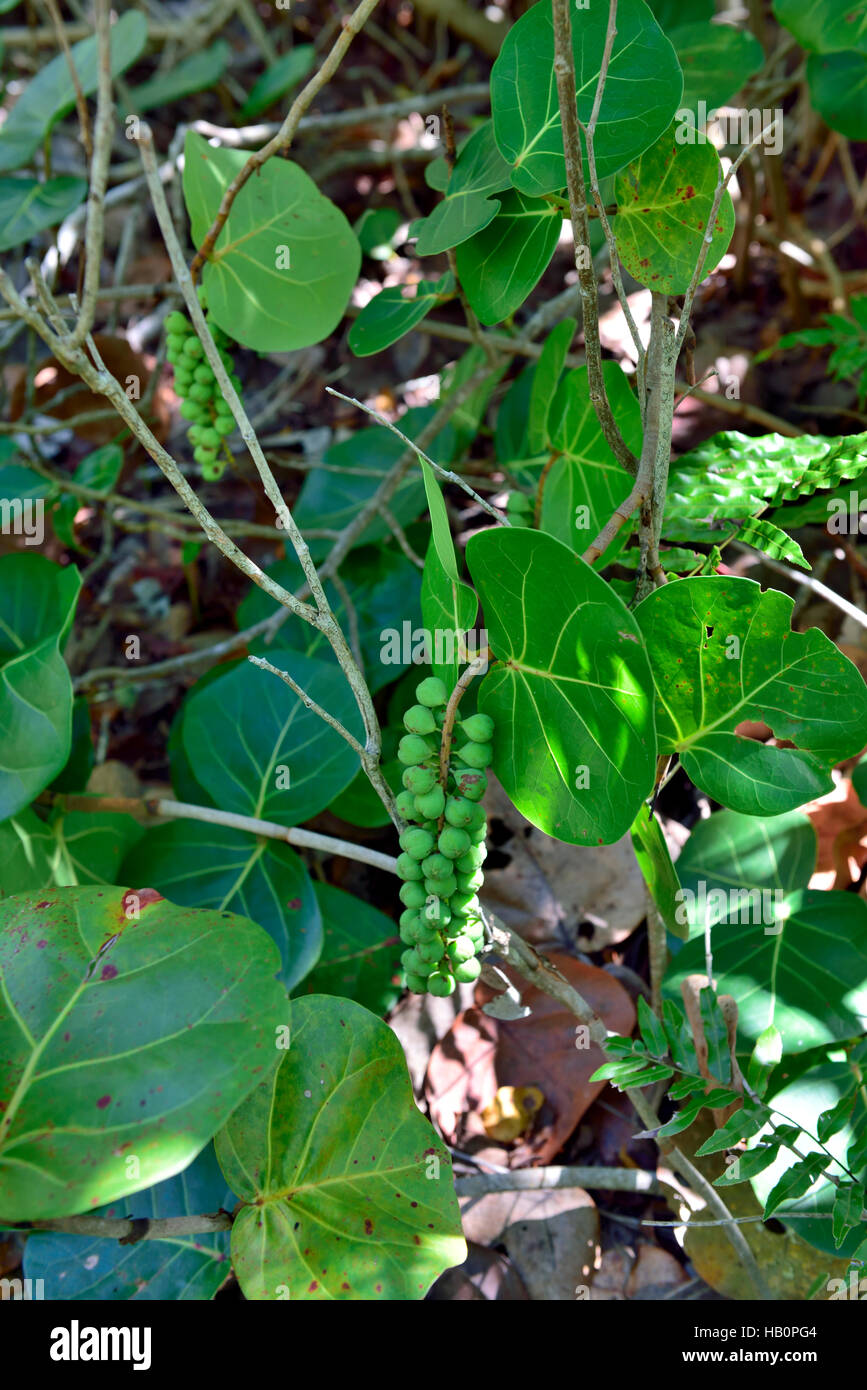 Sea grapes (Coccoloba uvifera) tree with fruits Stock Photo - Alamy