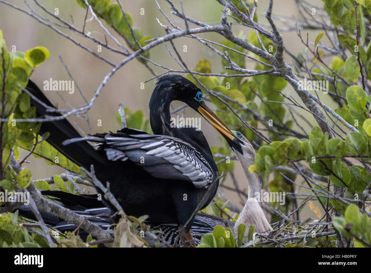 Anhinga (Anhinga anhinga) in Nest with Juvenile, Everglades National ...