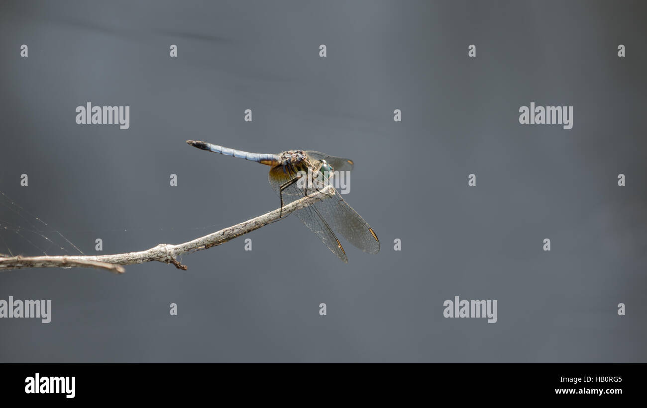 Dragonfly, Everglades National Park, Florida Stock Photo - Alamy