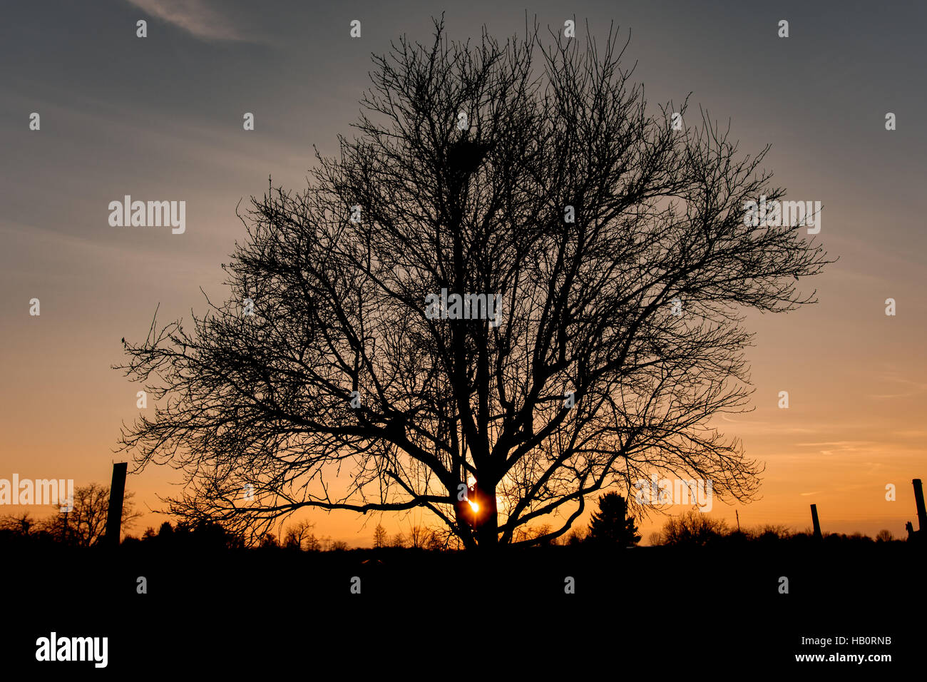 Single tree in front of warm orange sunset Stock Photo - Alamy