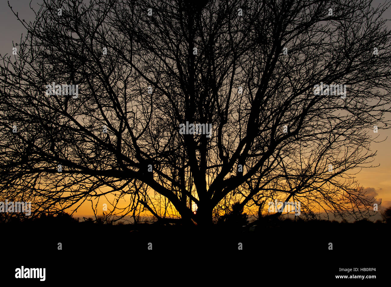 Dense branches in front of warm sunset Stock Photo - Alamy