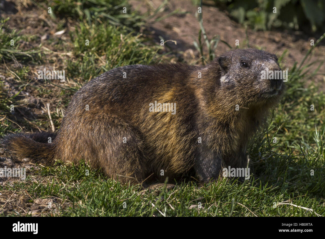 Marmot (Marmota monax Stock Photo - Alamy