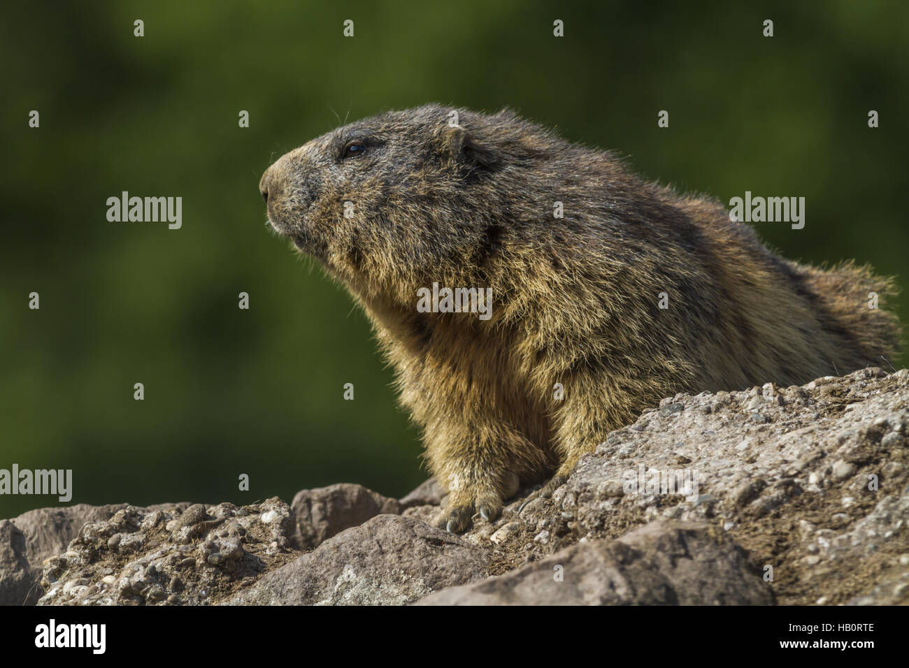 Monax hi-res stock photography and images - Alamy