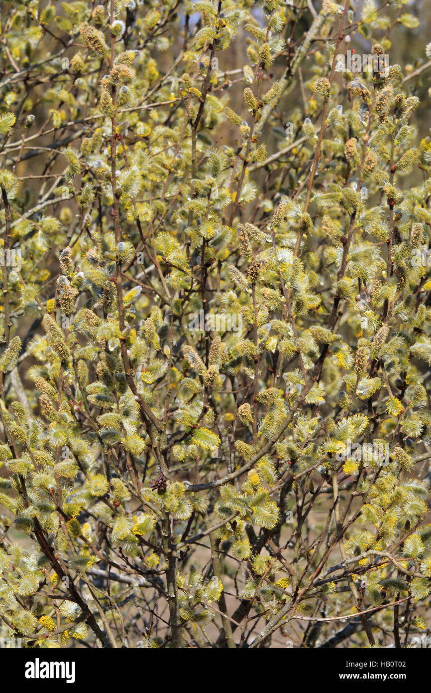 Goat willow catkins, Salix caprea Stock Photo - Alamy