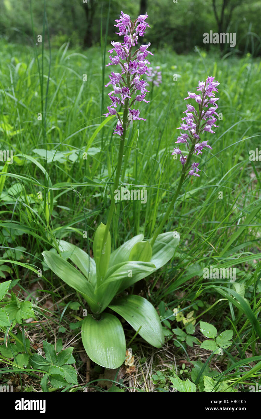 Military plants hi-res stock photography and images - Alamy