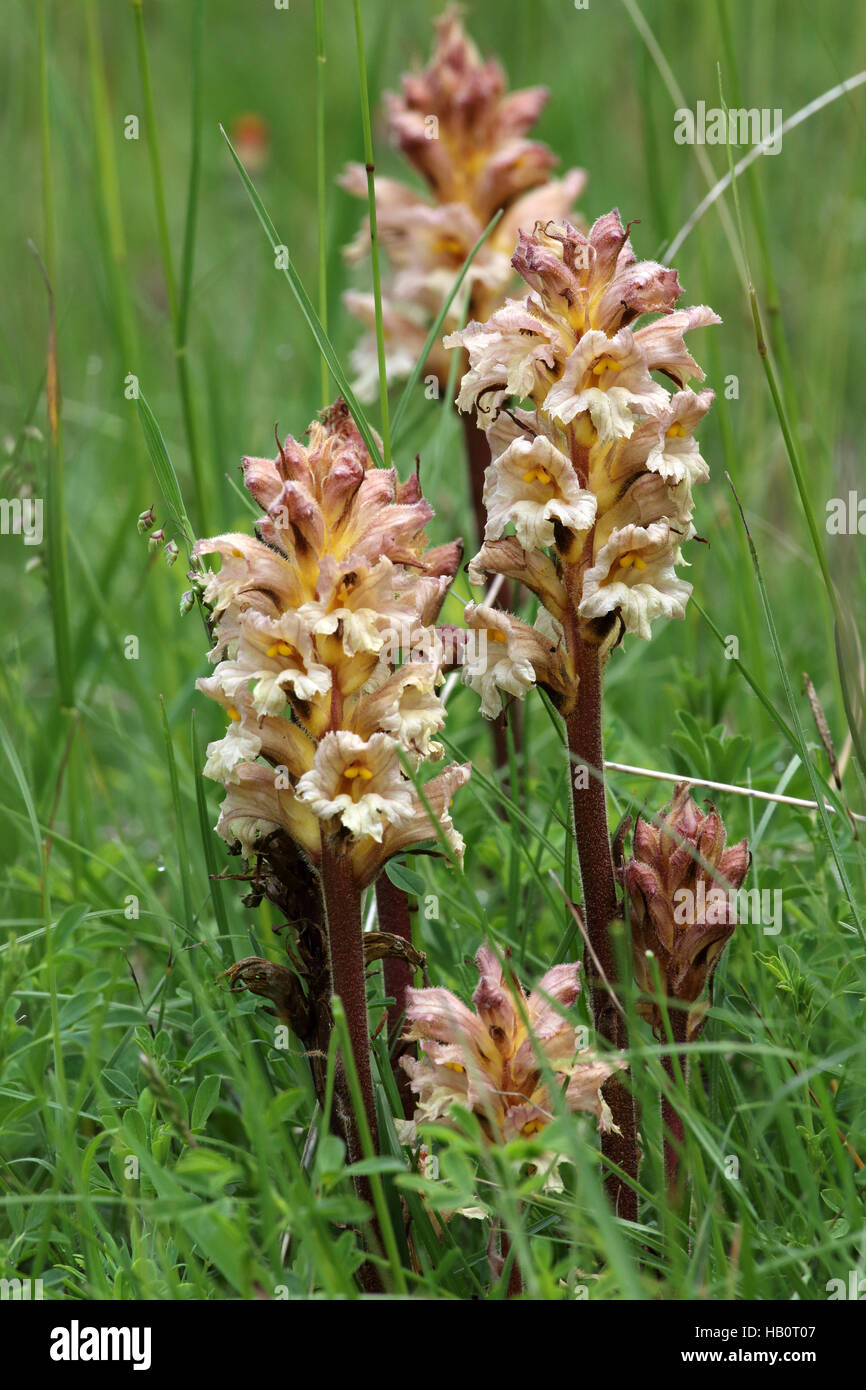 Yellow broomrape, Orobanche lutea Stock Photo - Alamy