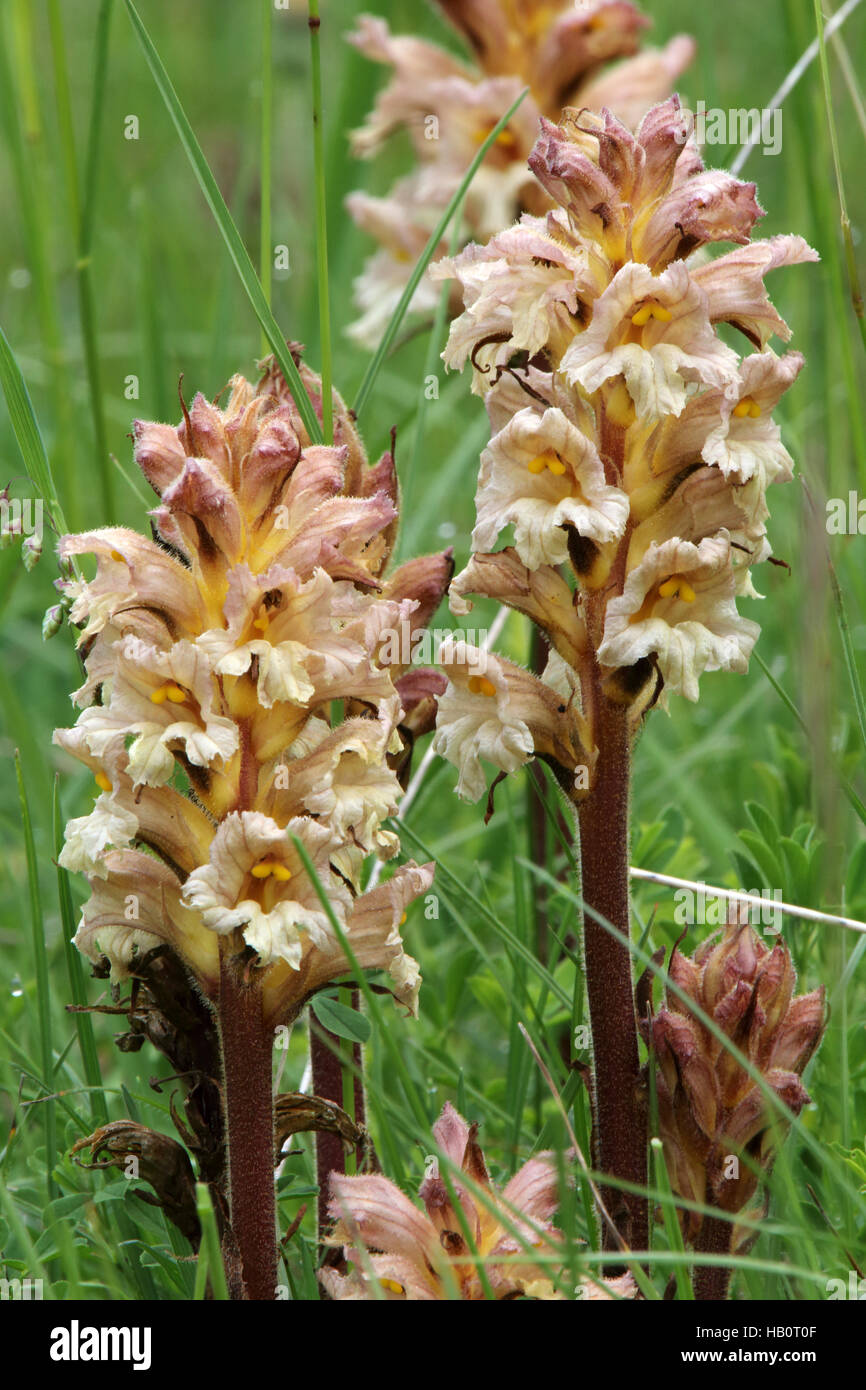 Yellow broomrape, Orobanche lutea Stock Photo - Alamy