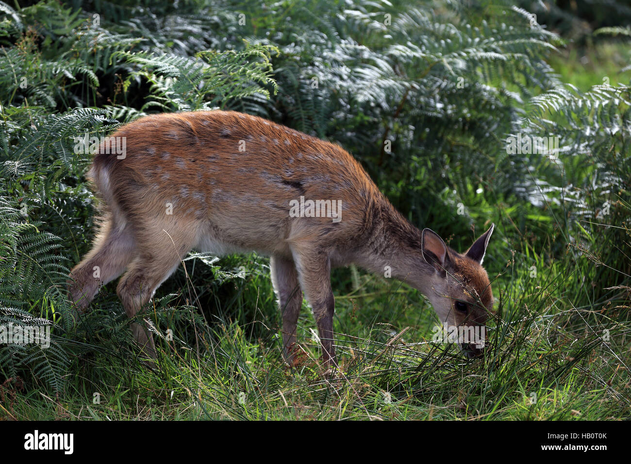 Red deer with fawn hi-res stock photography and images - Alamy