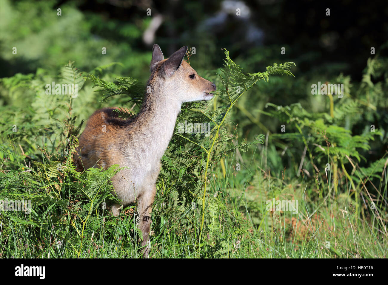 Red deer fawn, Cervus elaphus, Rothirschkalb Stock Photo - Alamy