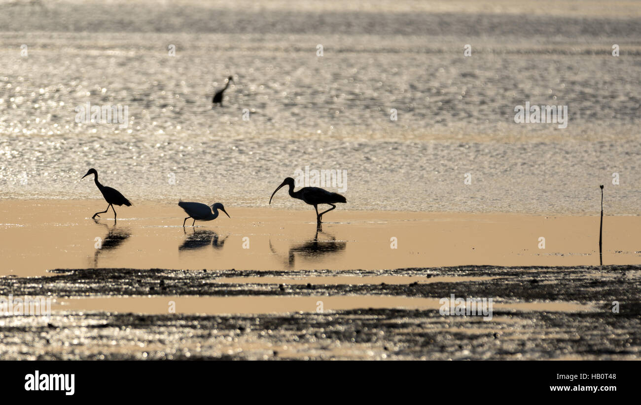 Birds, Sunset, San Carlos Bay, Bunche Beach Preserve, Florida Stock ...