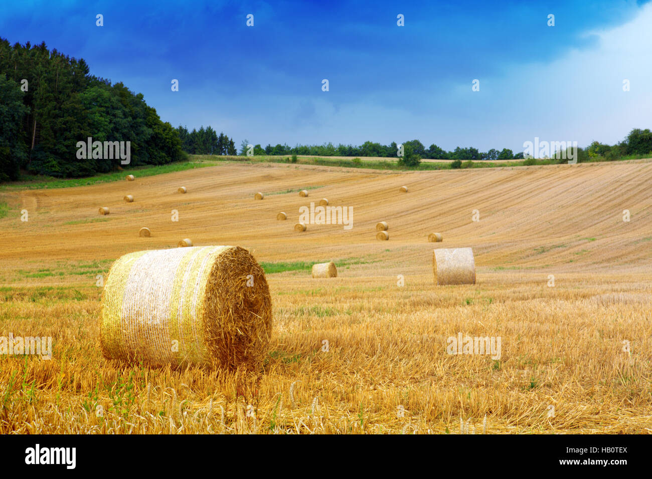 Field of grain Stock Photo - Alamy