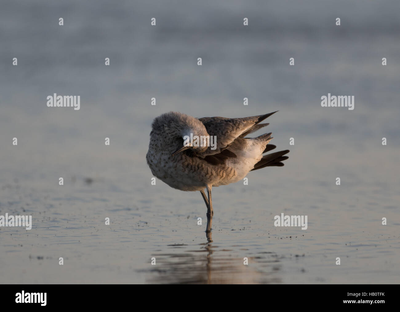 Red Knot (Calidris canutus), San Carlos Bay, Bunche Beach Preserve ...