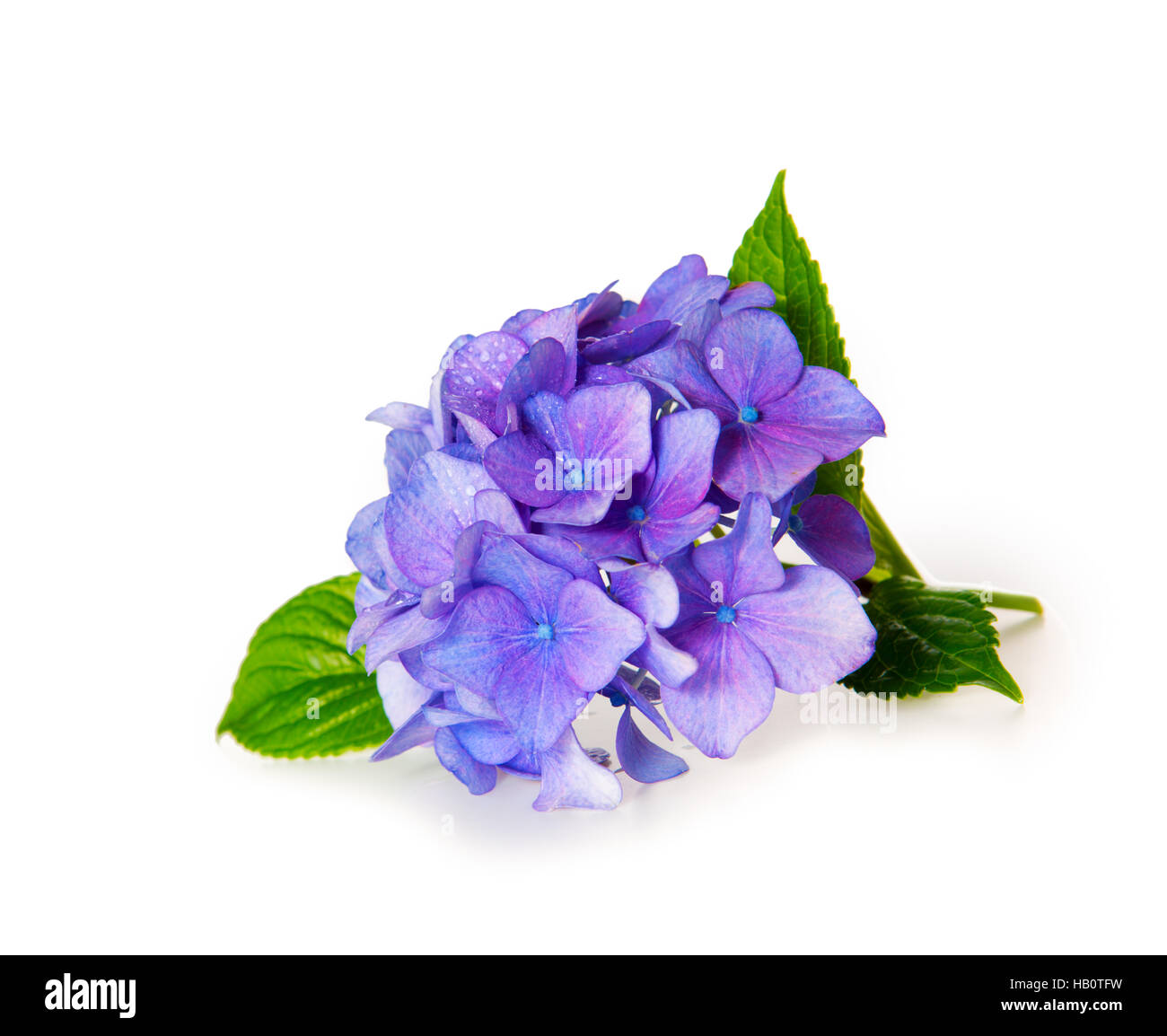 Green hydrangea leaf Cut Out Stock Images & Pictures - Alamy