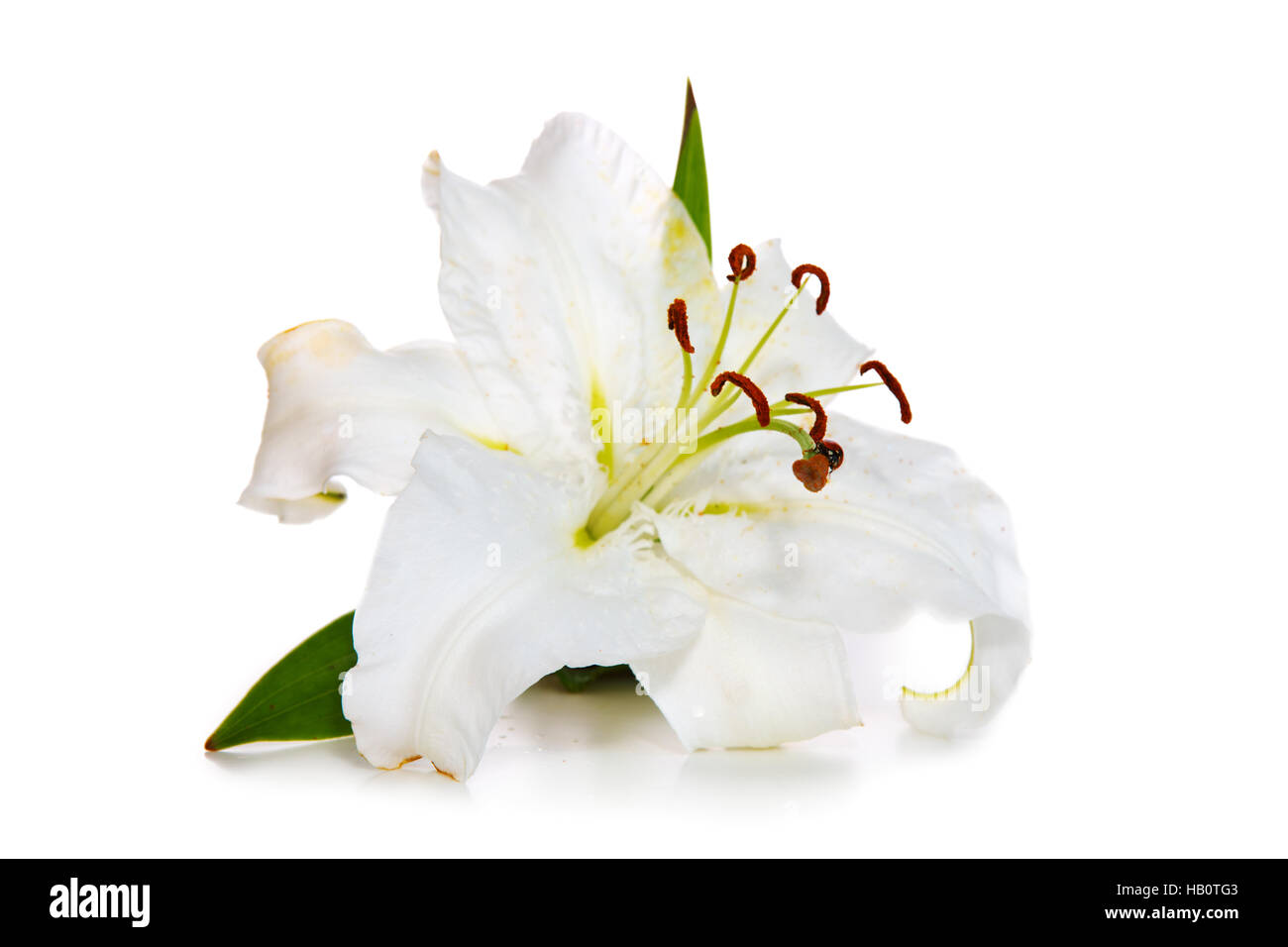 White Lily and ladybug isolated Stock Photo - Alamy