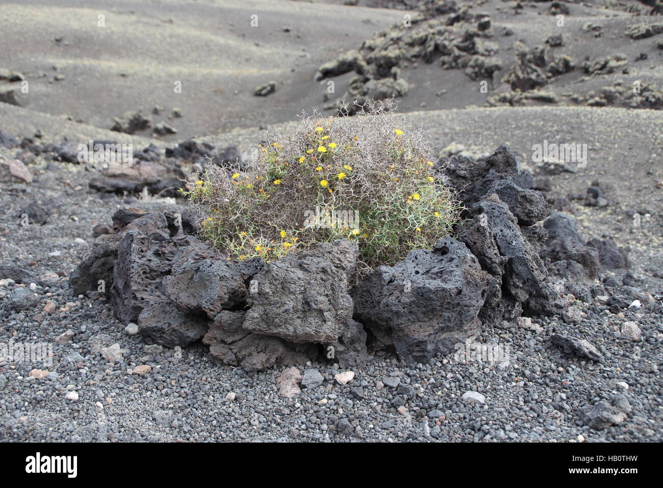 A plant in Lanzarite Stock Photo - Alamy