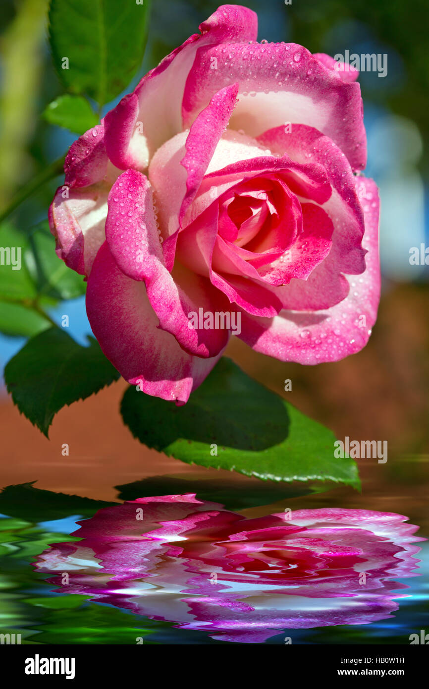 Beautiful pink rose in a garden Stock Photo - Alamy