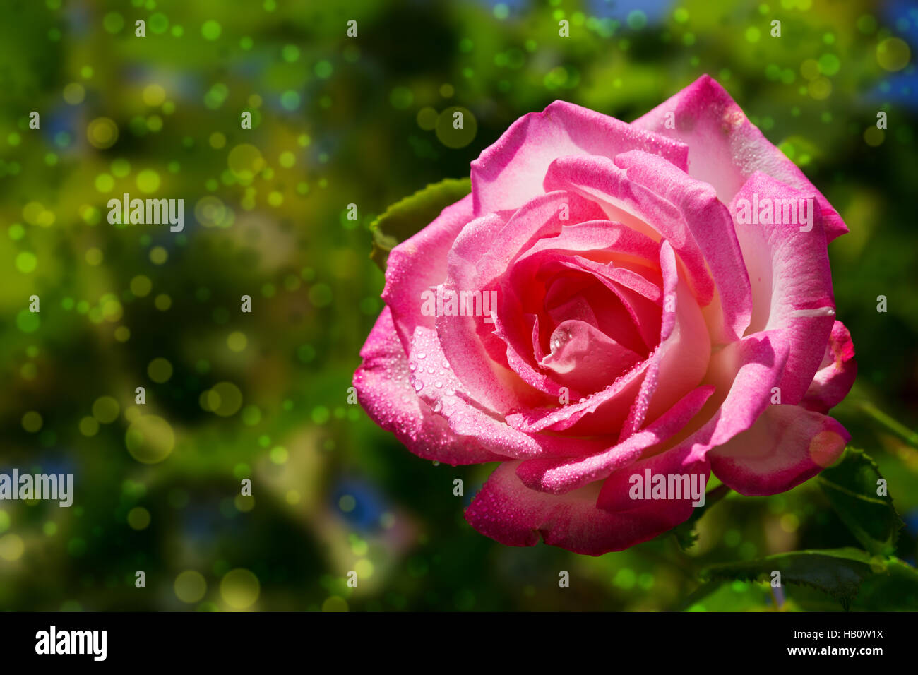 Beautiful pink rose Stock Photo - Alamy