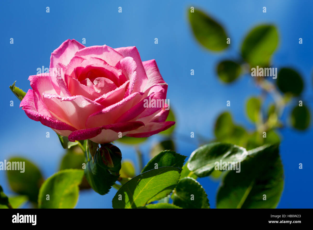 Beautiful pink rose Stock Photo - Alamy