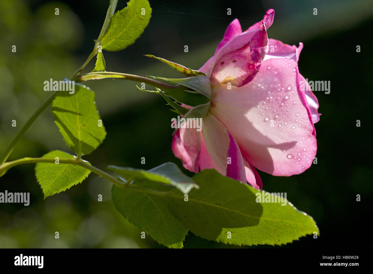 Beautiful pink rose in a garden Stock Photo - Alamy