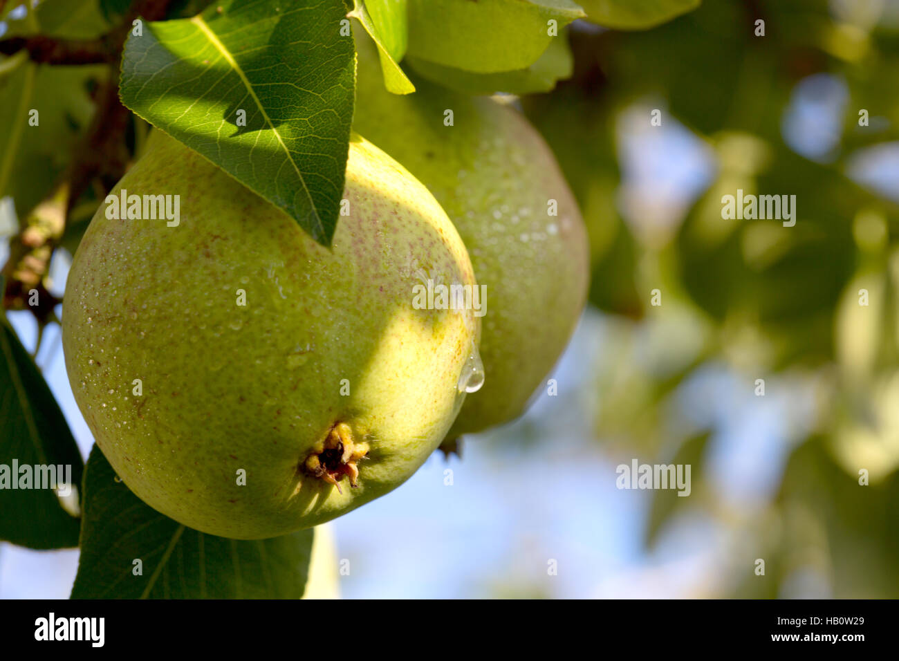Green pears Stock Photo - Alamy