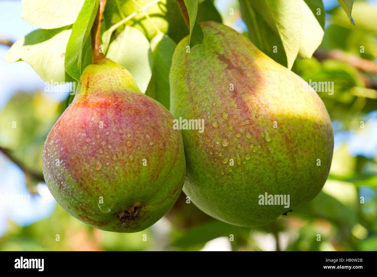 Green pears Stock Photo - Alamy