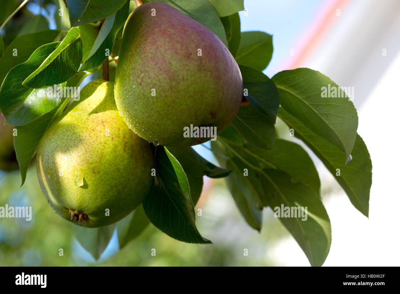 Green pears Stock Photo - Alamy