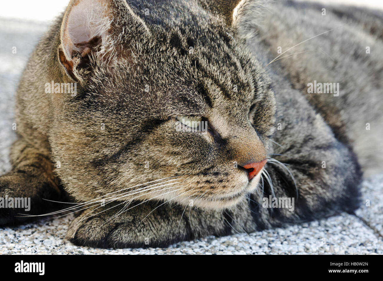 Big gray cat Stock Photo - Alamy