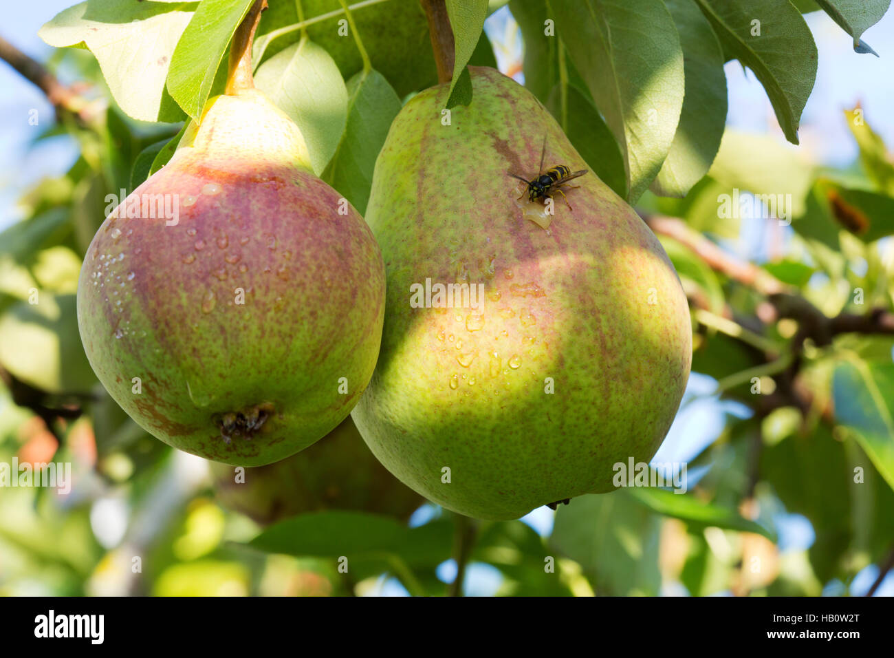 Green pear and bee Stock Photo - Alamy