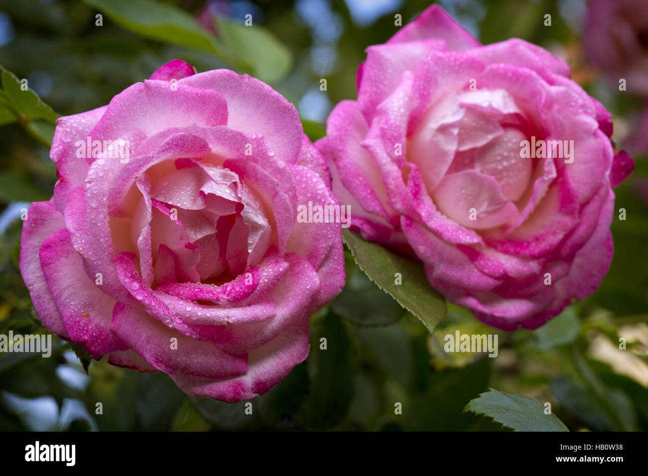 Beautiful pink rose in a garden Stock Photo - Alamy