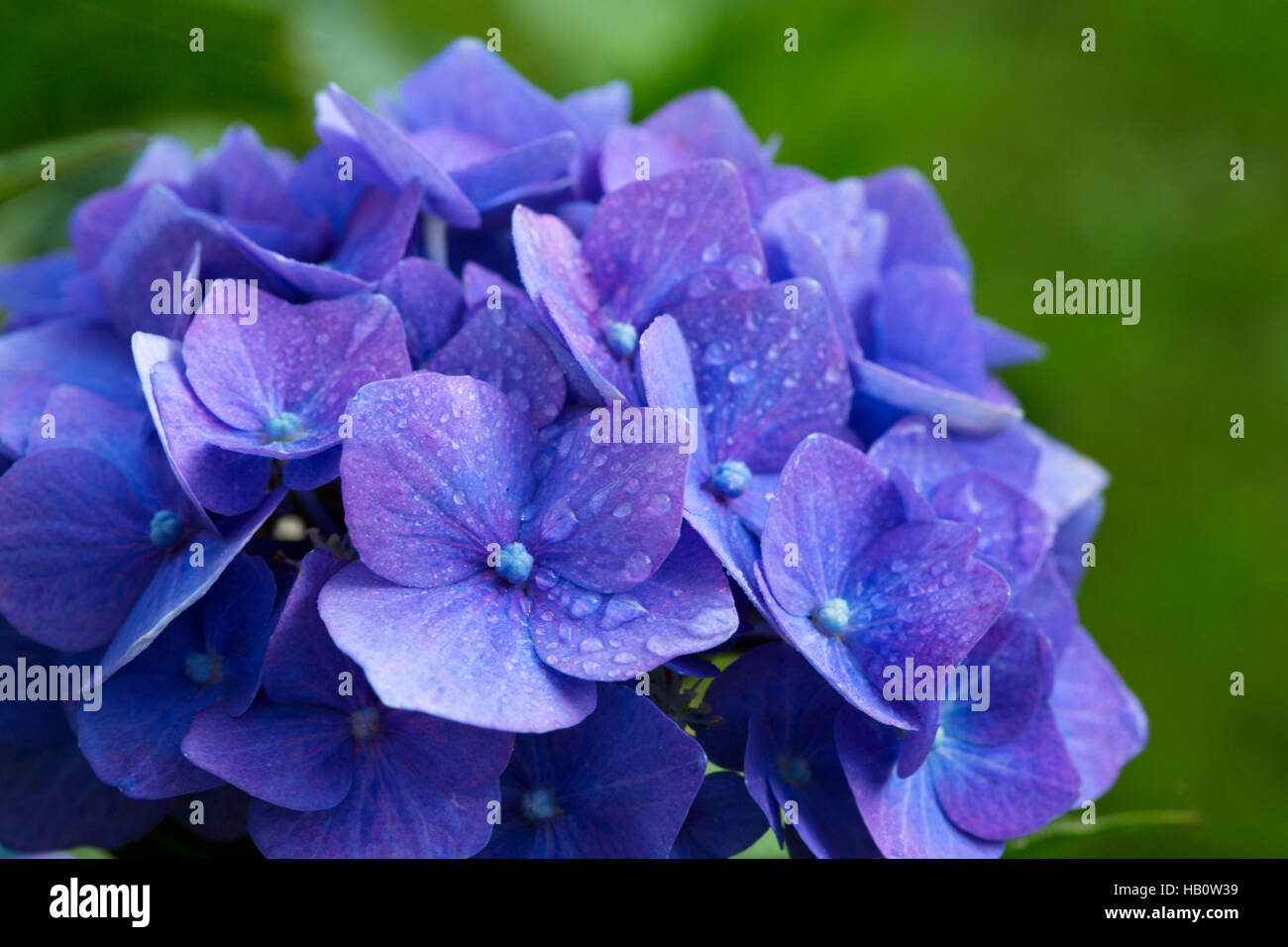 Blue hydrangea flowers Stock Photo - Alamy