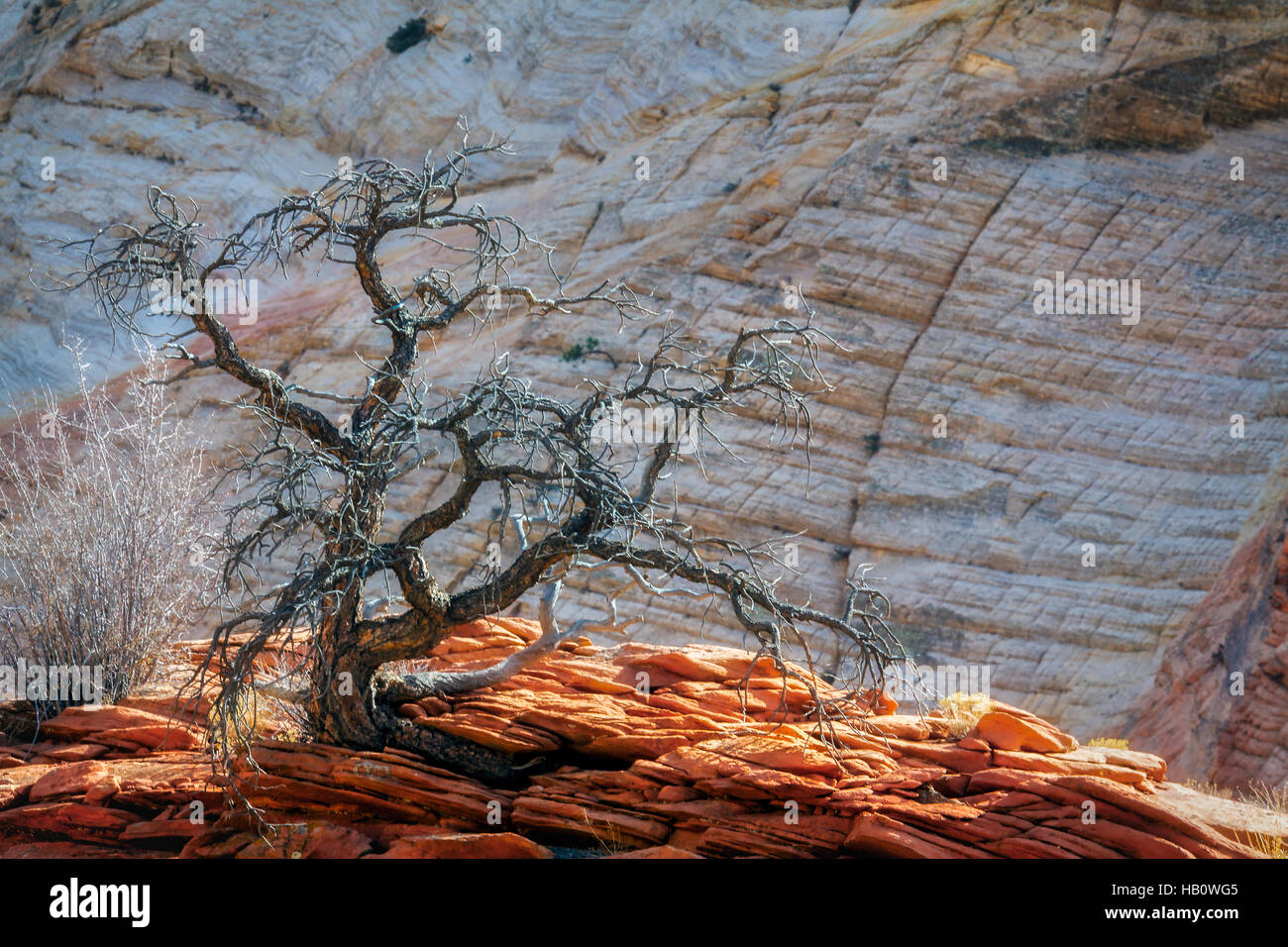 Landscape dead tree sandstone hi-res stock photography and images - Alamy