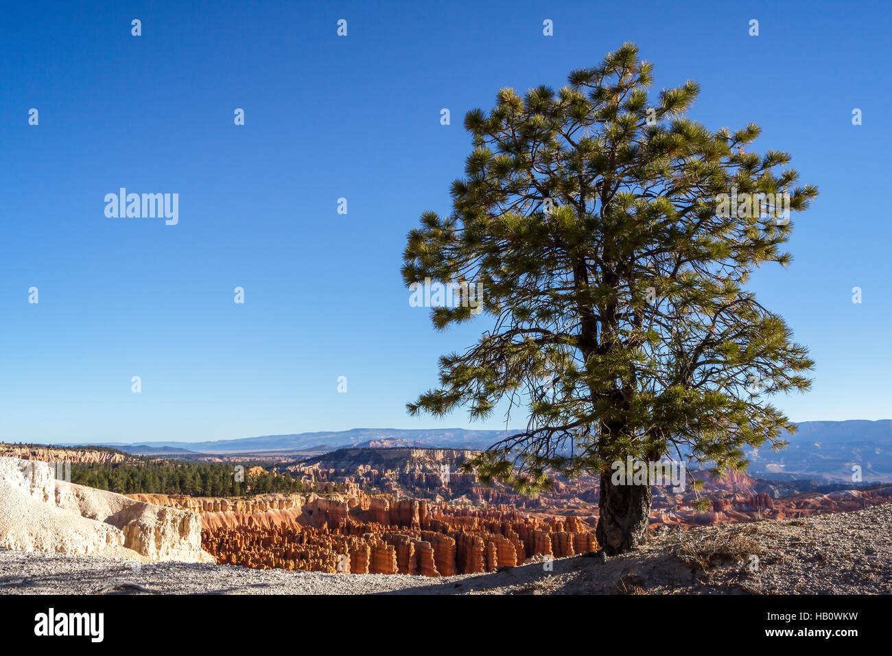 Pine Tree on the Rim of Bryce Canyon Stock Photo - Alamy