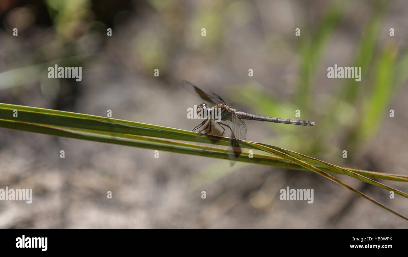 Dragonfly, Big Cypress National Preserve, Florida Stock Photo - Alamy