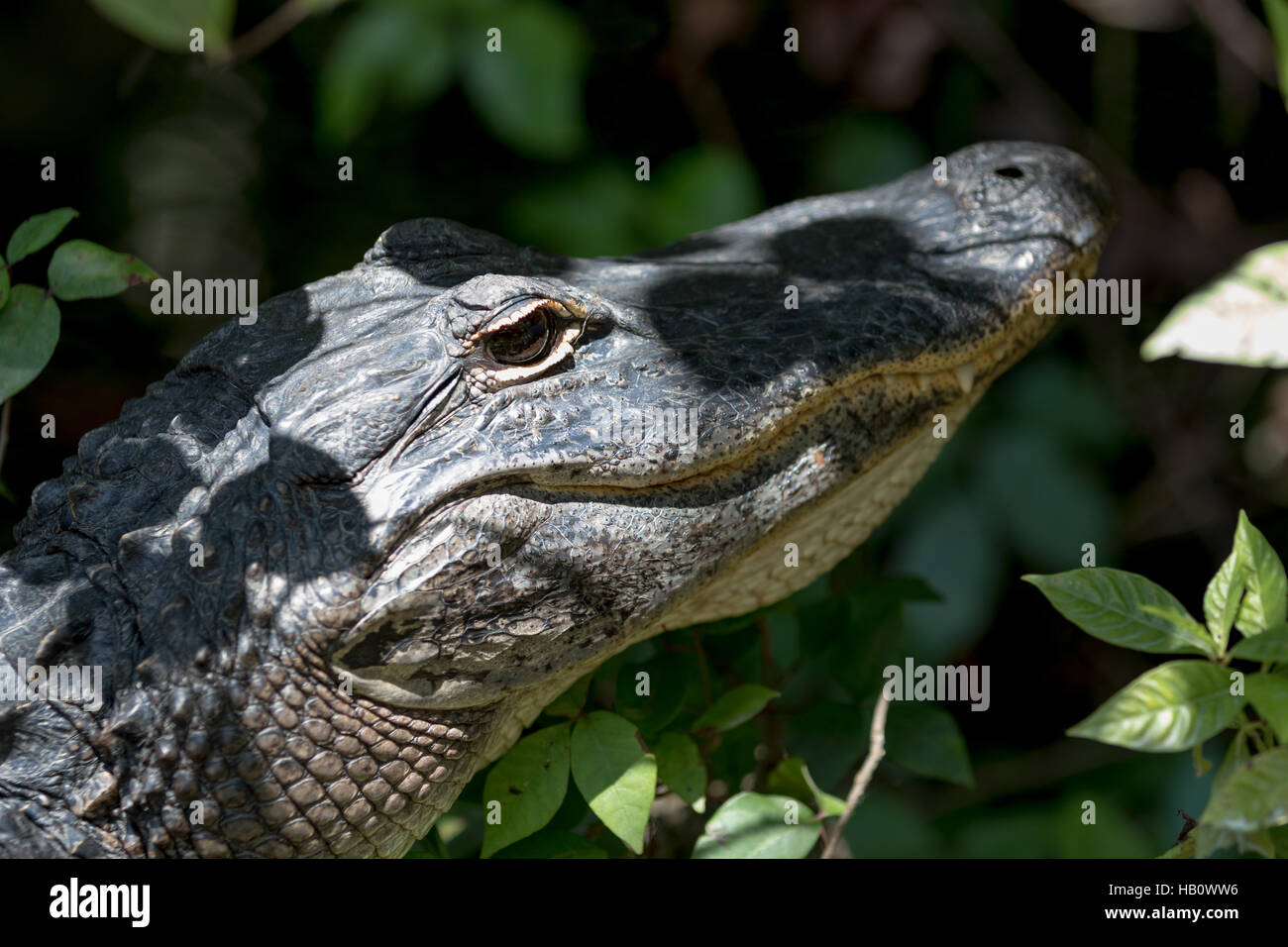 Alligator (Alligator mississippiensis) Staring, Big Cypress National ...